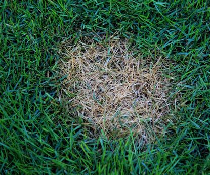 How to identify dollar spot on lawns and deal with the issue | Homes ...