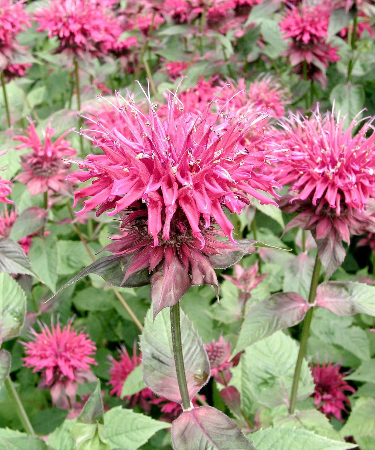 Bee balm care and growing guide: top tips for Monarda | Gardeningetc