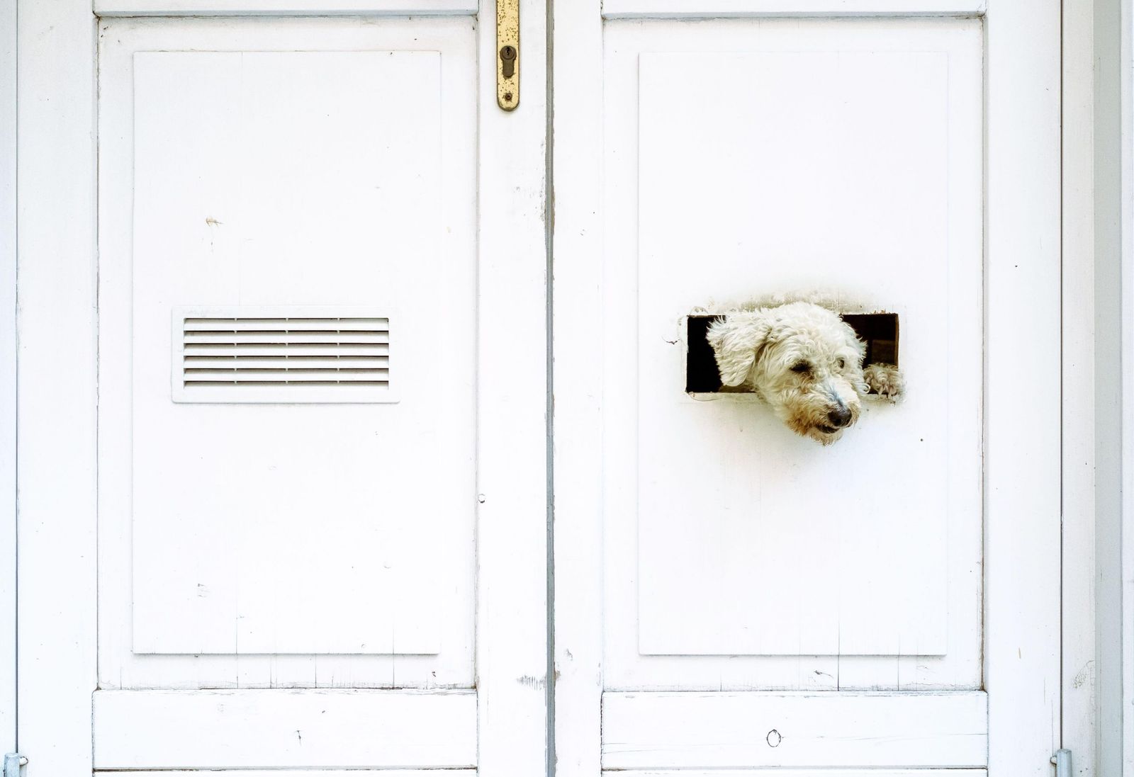 How to stop your dog rushing at the door, by top trainer Ben Randall ...