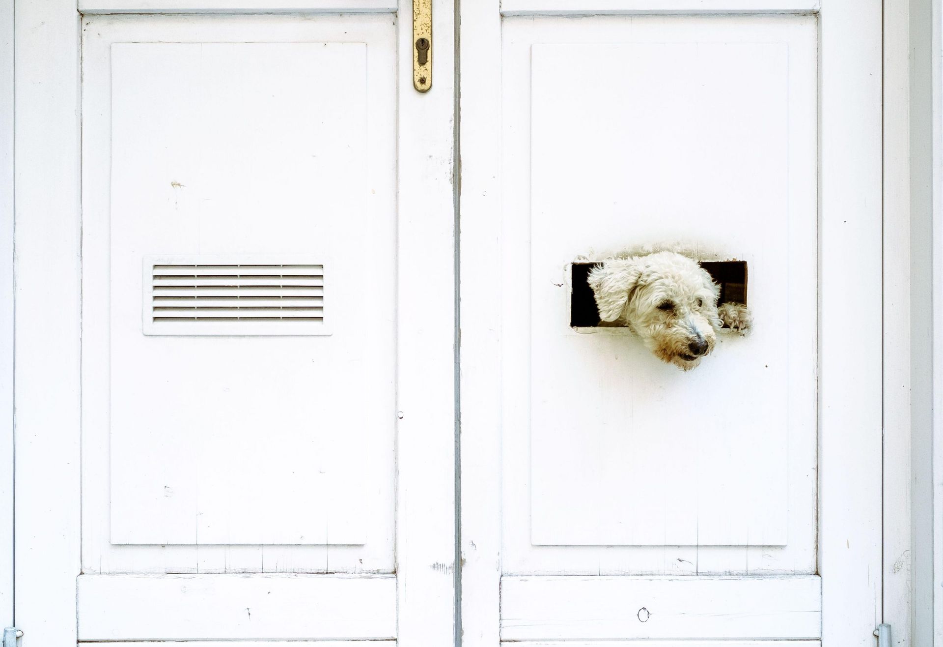 How to stop your dog rushing at the door, by top trainer Ben Randall ...
