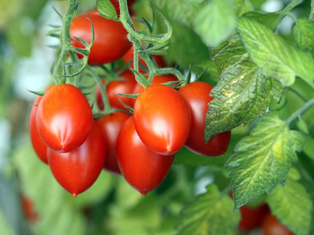 Tips For Growing Roma Tomatoes | Gardening Know How
