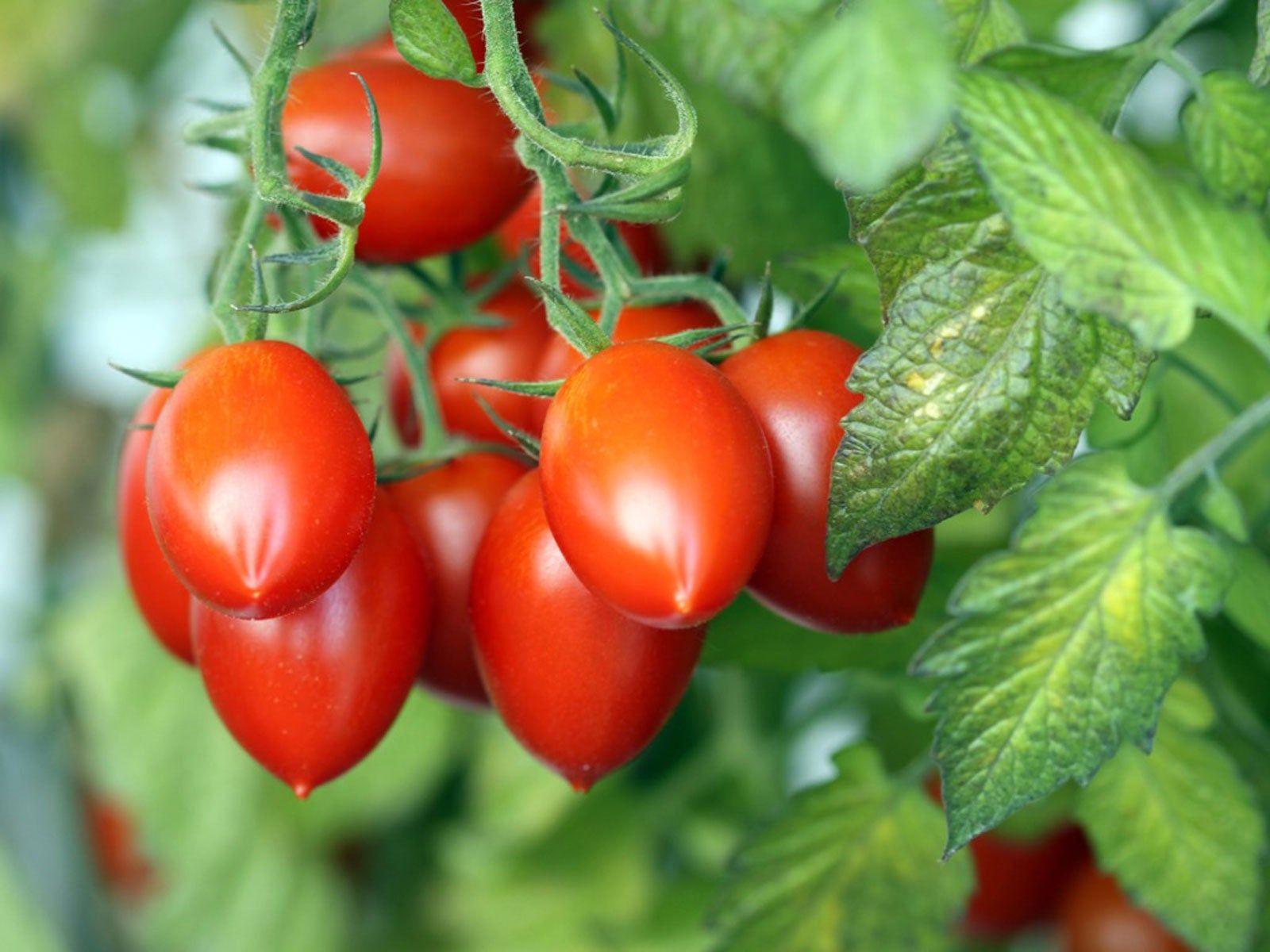 Tips For Growing Roma Tomatoes | Gardening Know How