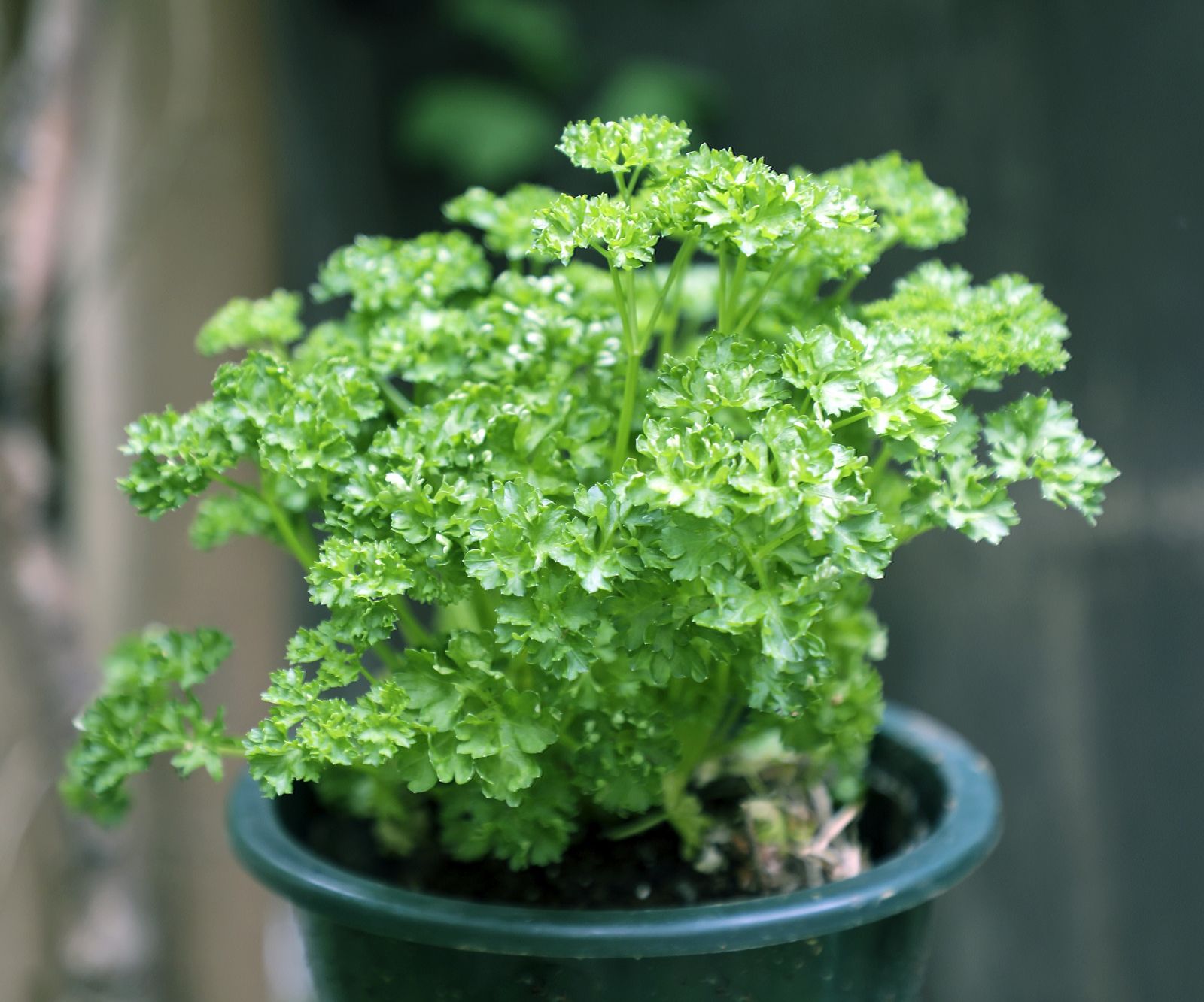 How to prune parsley for a bushier plant | Homes and Gardens