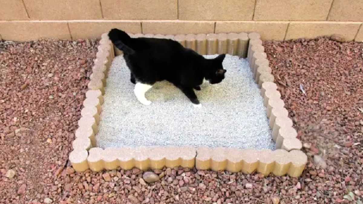 8 DIY cat litter box ideas | PetsRadar