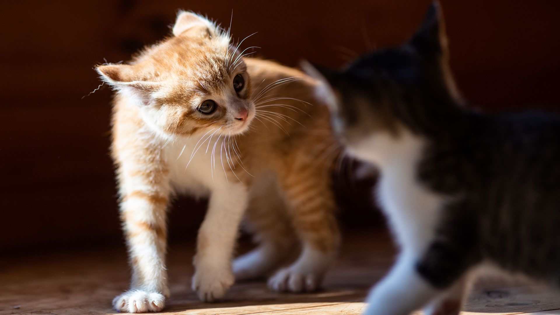 Aggressive kittens: How to deal with feisty young felines | PetsRadar
