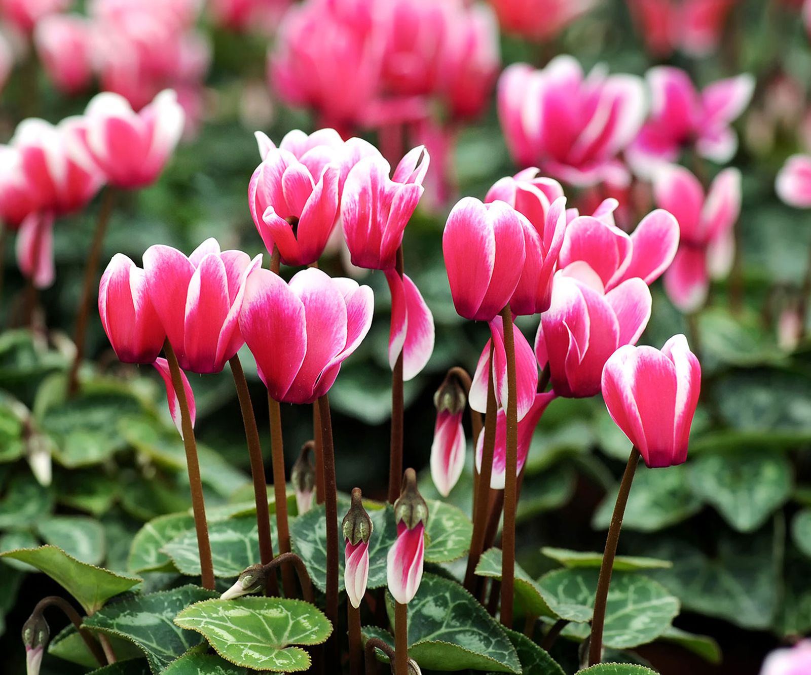 8 Cold Tolerant Indoors Plants That Don’t Mind A Draft | Gardening Know How