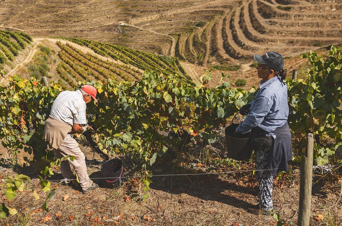 Sogrape's Legado: a vertical tasting | Decanter
