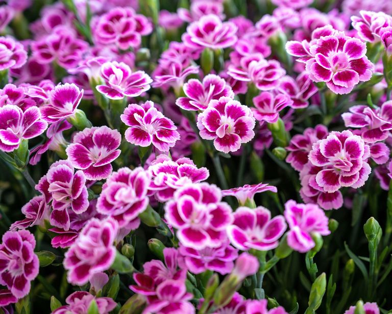 8 Flowering Perennials For Pots – To Bring Joy Every Year | Gardening ...