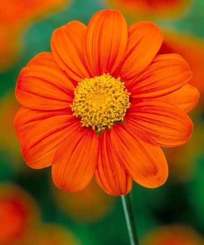 What to plant in April: the best flowers, veg and fruit | Homes and Gardens