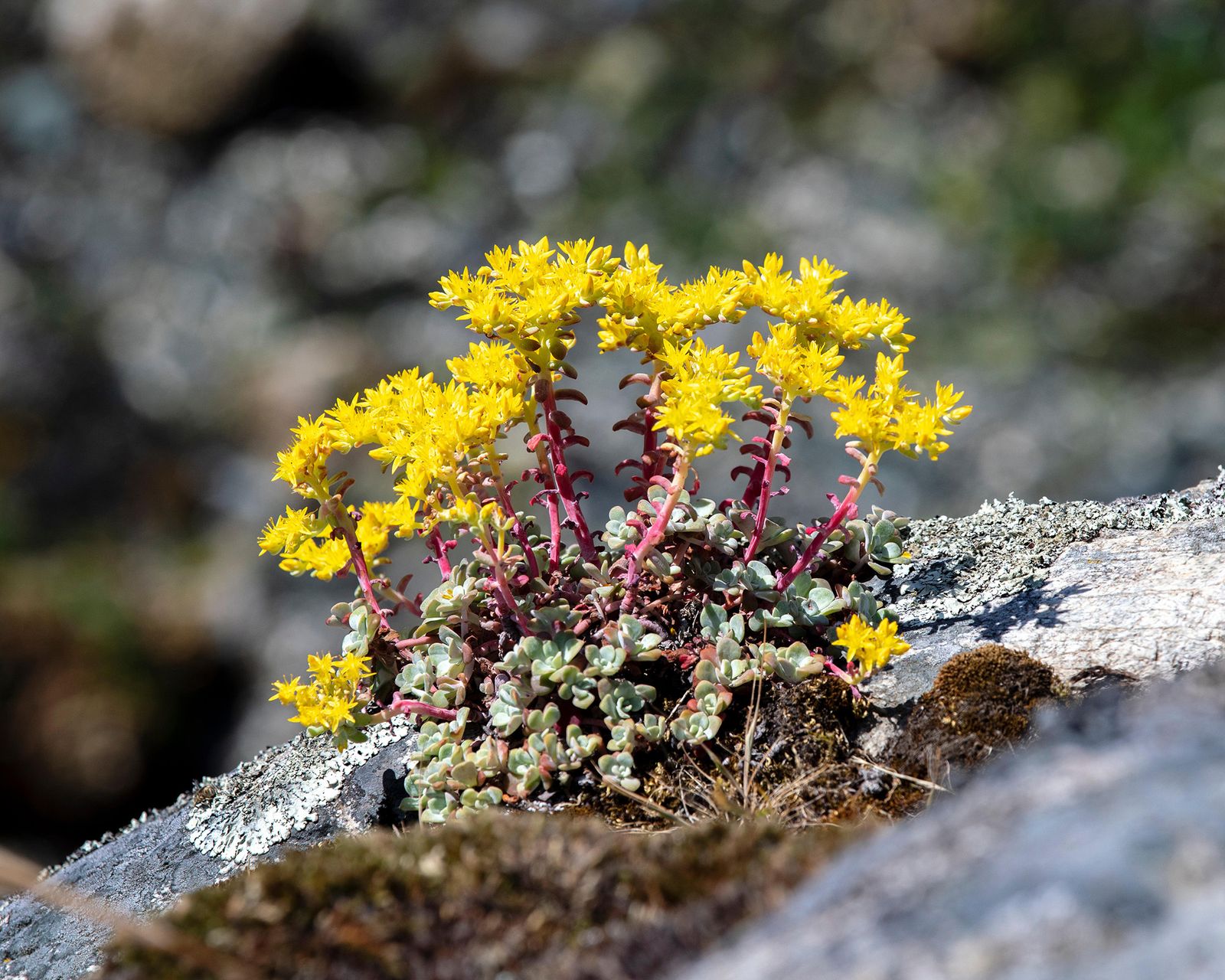 Plants for rockeries: 16 top choices for rock gardens | Gardeningetc
