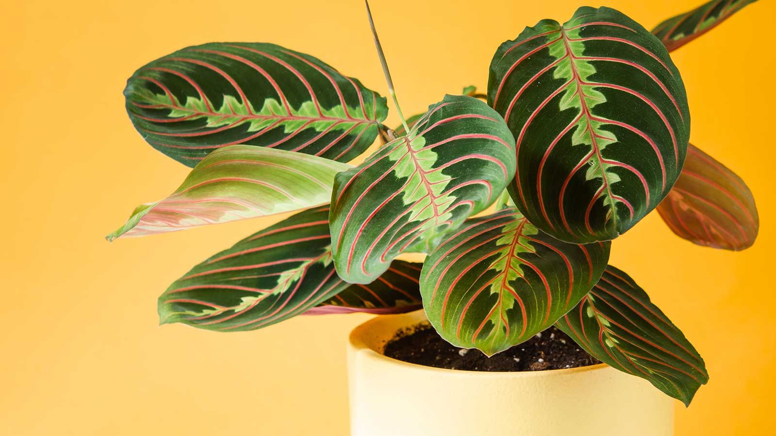 How to propagate a prayer plant: a step-by-step guide | Homes and Gardens