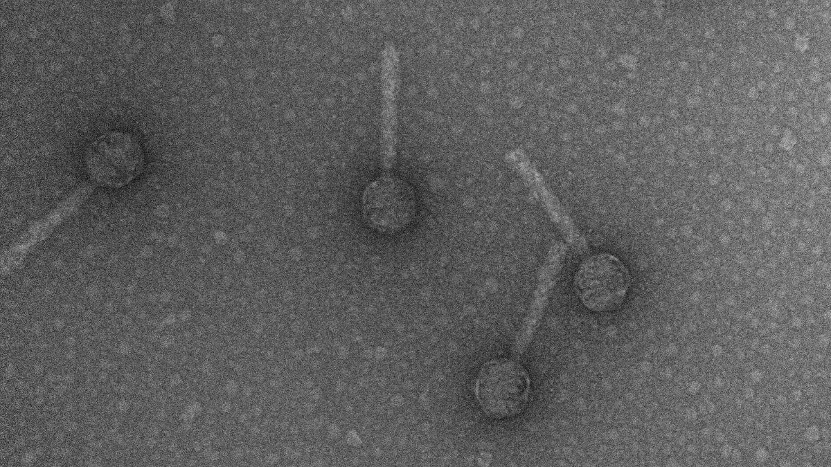 How phage therapy works | The Week