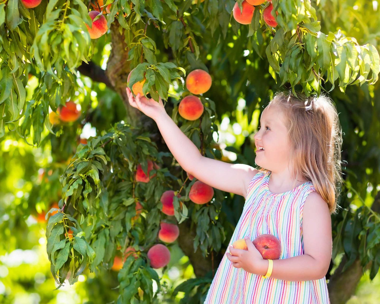 How to grow a peach tree from a pit: expert tips | Gardeningetc