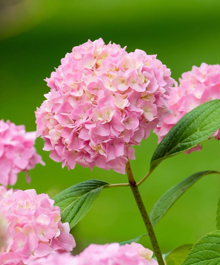 How to deadhead hydrangeas: expert advice for beautiful blooms