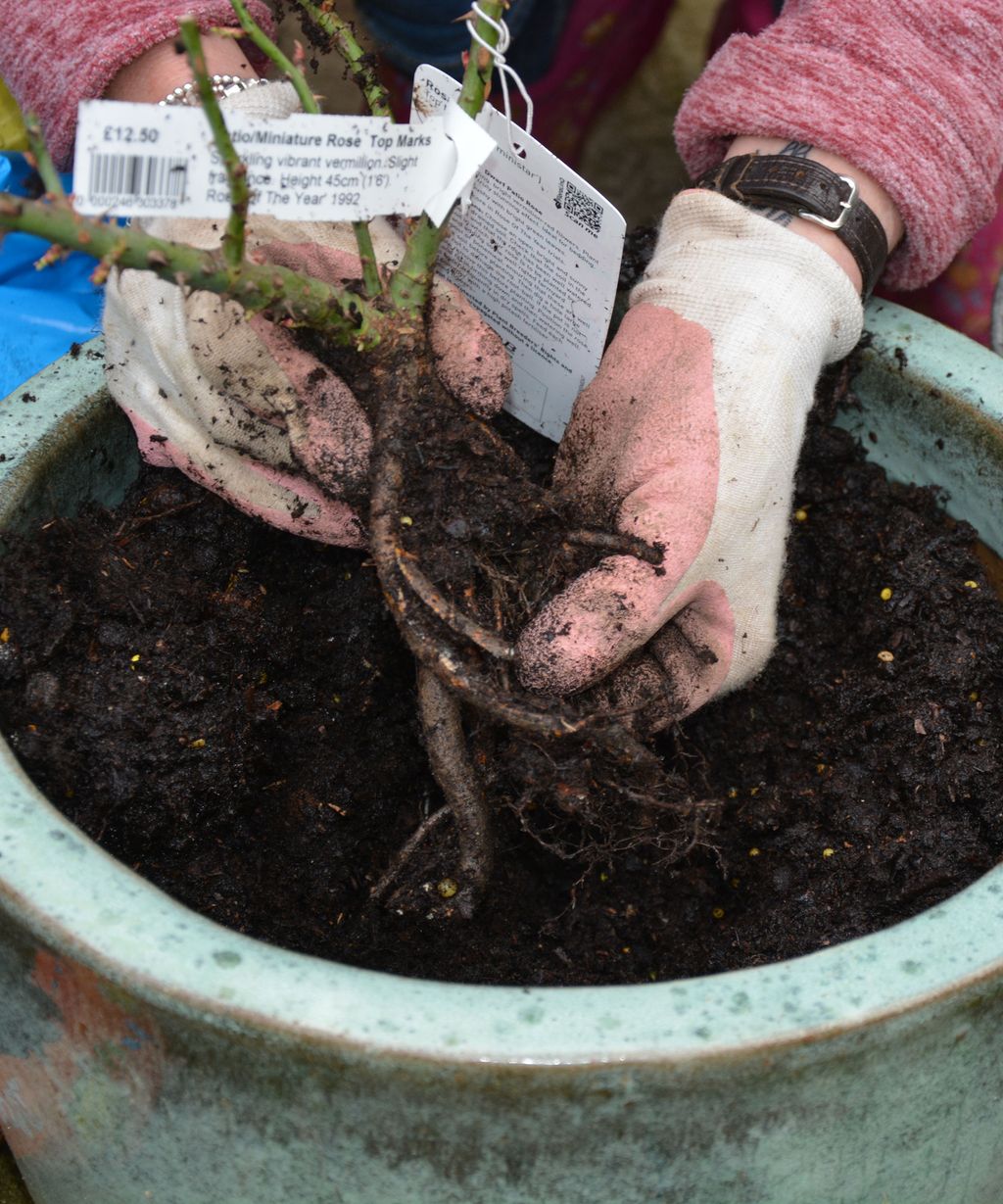 Rose suckers: what are they and should you remove them? | Homes and Gardens