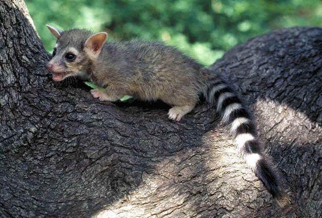 Ringtail Cats: Photos of the 'Cutest Animal in North America' | Live ...