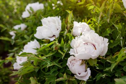 When to Plant Peonies — 5 Expert Tips for Planting in Spring | Livingetc