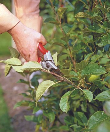 How to prune apple trees: must-know advice for how and when | Gardeningetc