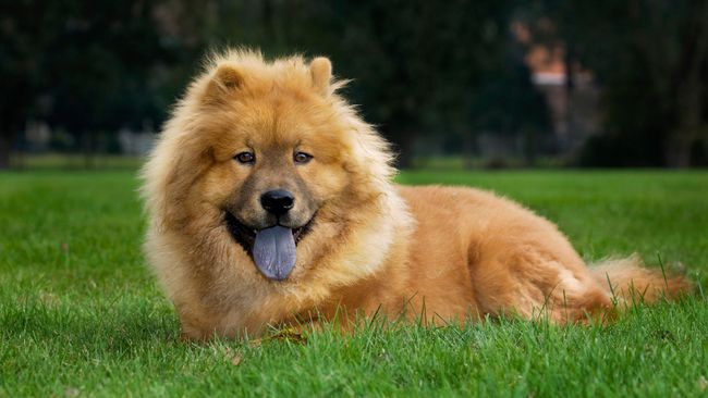 20 Asian dog breeds (with images and info) | PetsRadar