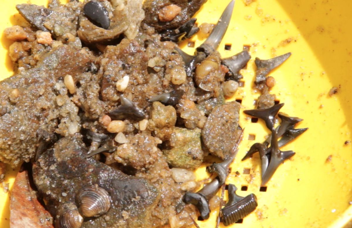 Images of a Primeval Underwater Forest Revealed: Page 2 | Live Science