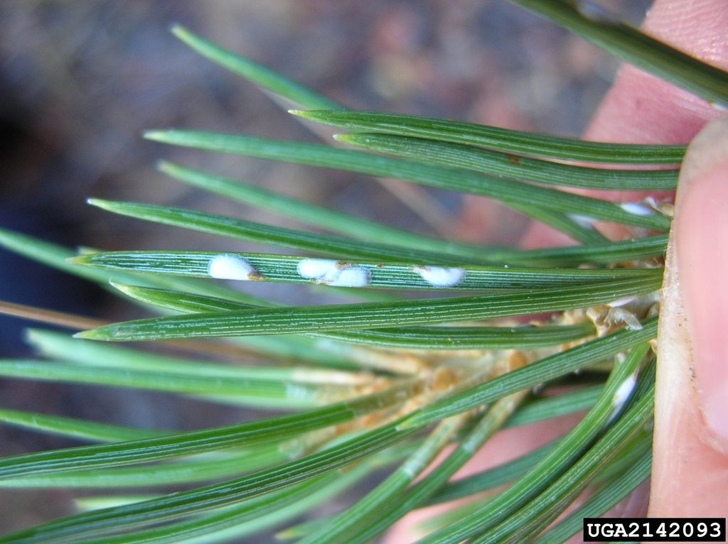 Pine Needle Scale Control - Tips On Treating Pine Needle Scale ...