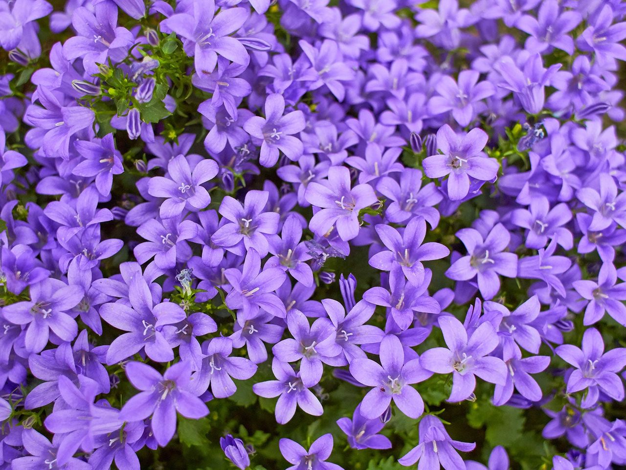 Bring On The Bellflowers: Campanula Varieties For Every Garden ...