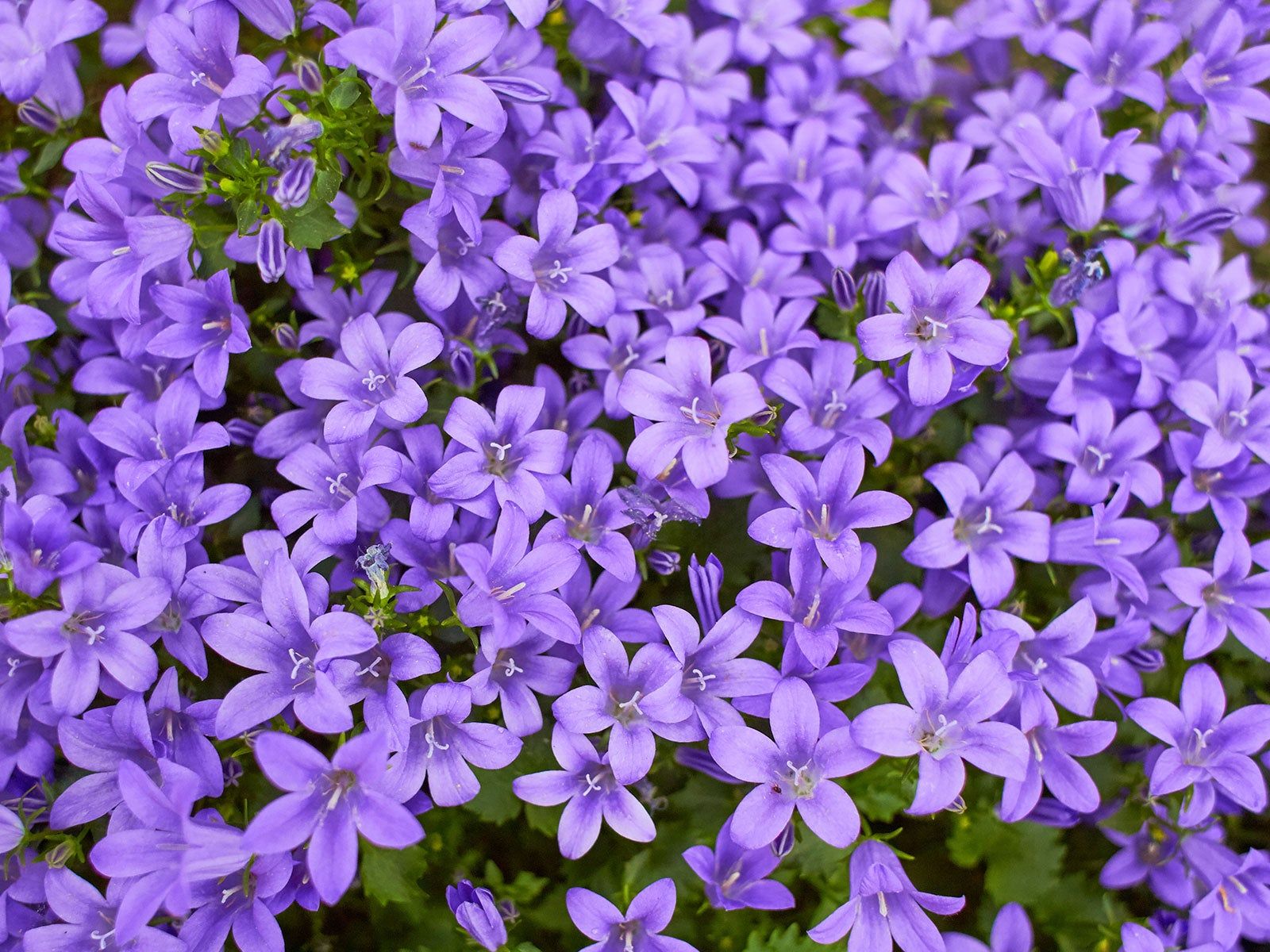 Bring On The Bellflowers: Campanula Varieties For Every Garden ...