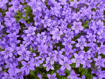Bring On The Bellflowers: Campanula Varieties For Every Garden ...