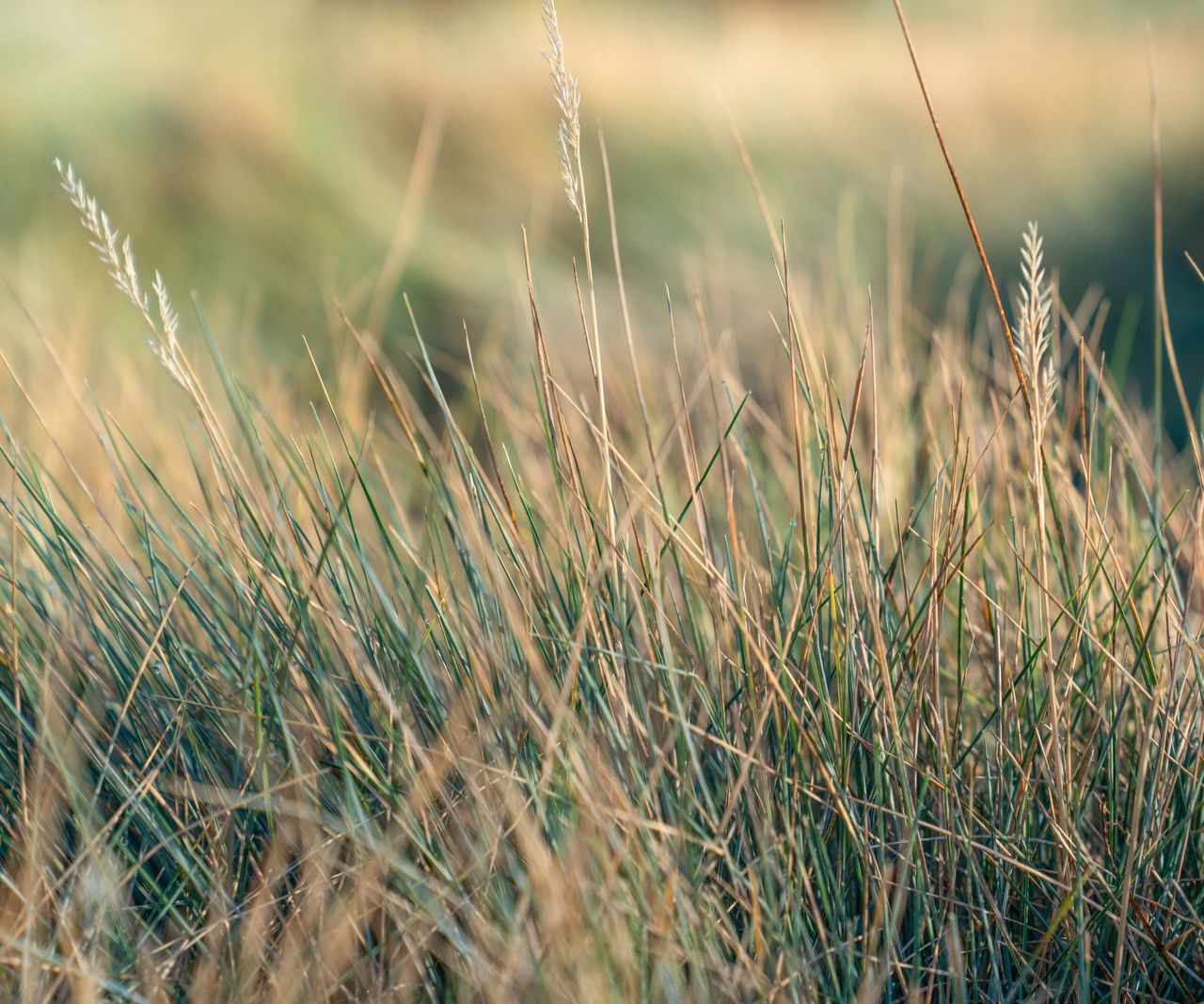 California native planting: 7 ideas for your yard | Homes and Gardens