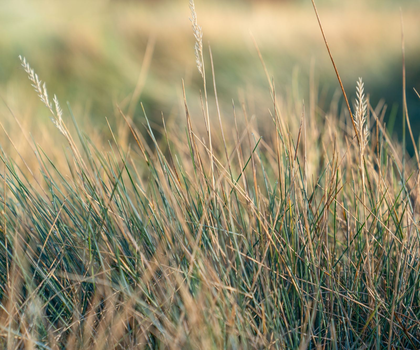 California native planting: 7 ideas for your yard | Homes and Gardens