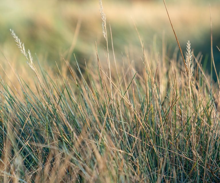 California native planting: 7 ideas for your yard | Homes and Gardens