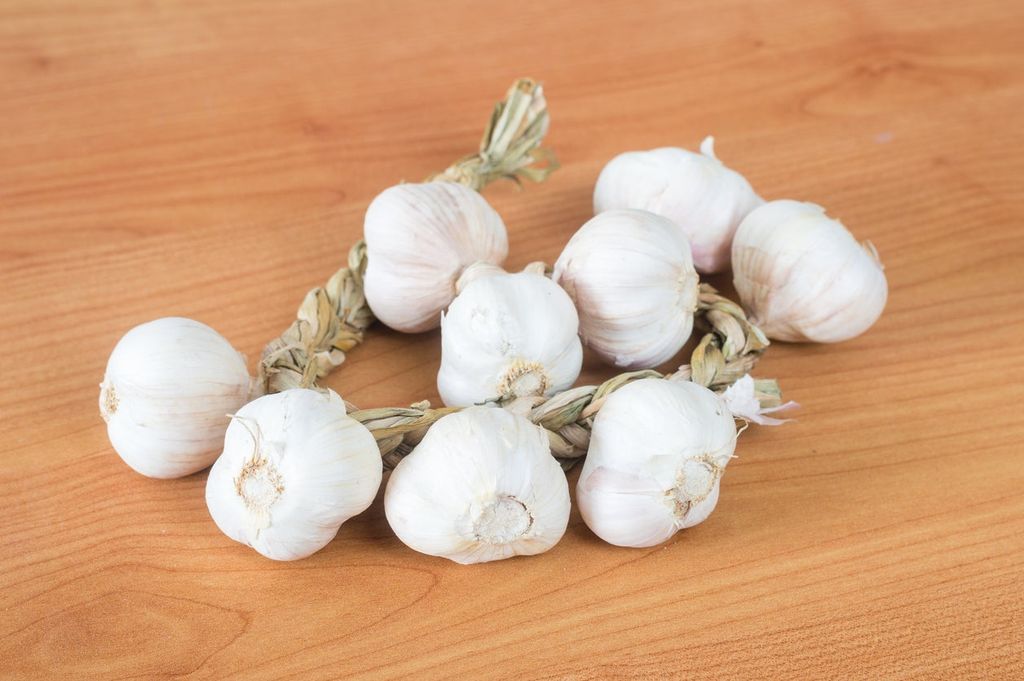 What Is Polish White Garlic – Growing Polish White Garlic Plants ...