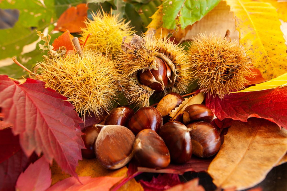 The 1,000-year-old sweet chestnut tree you'll find in the Cotswolds ...