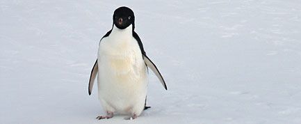 Happy Feet: A Gallery of Pudgy Penguins | Live Science
