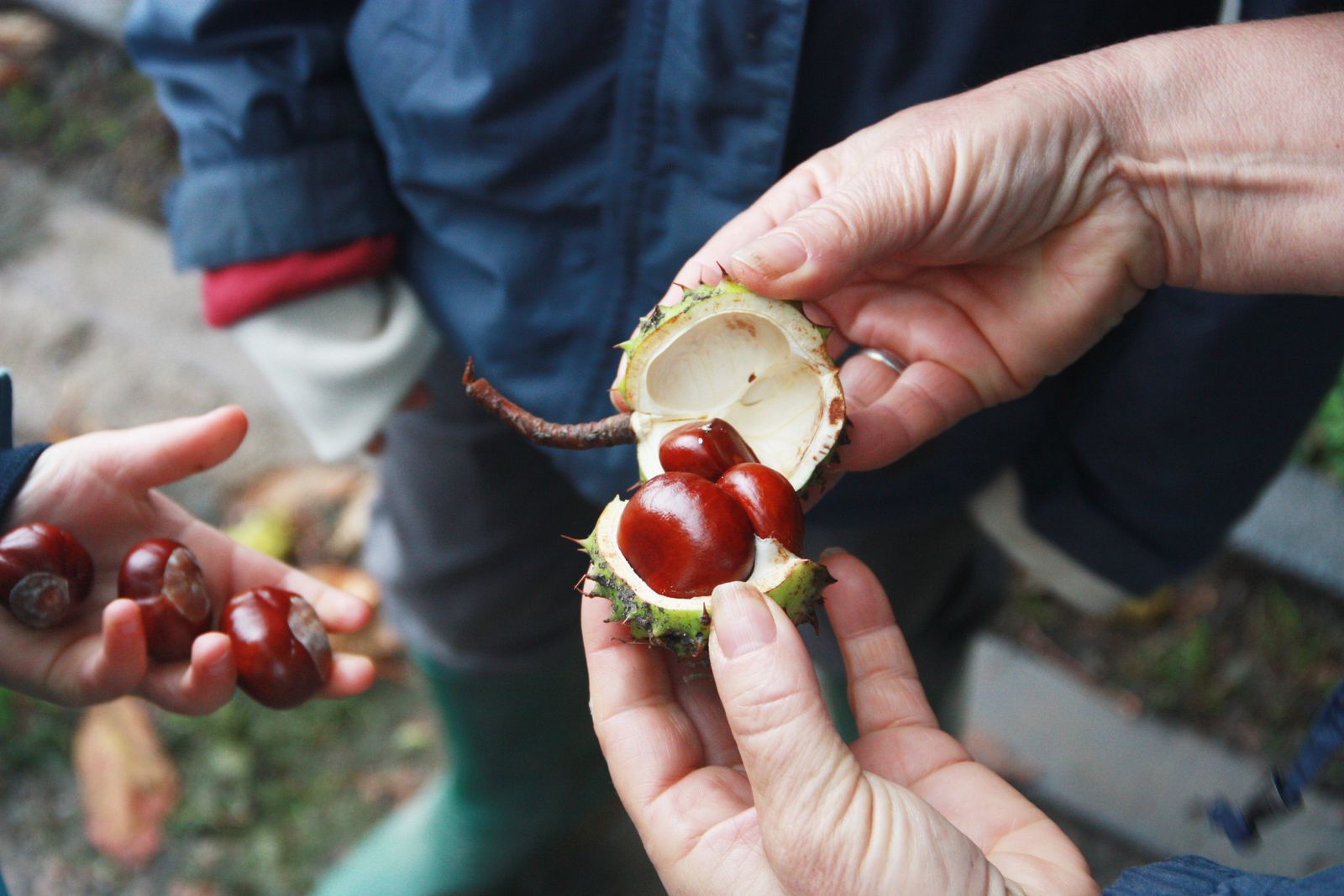 When is Conker season, are they poisonous and can you cook them ...