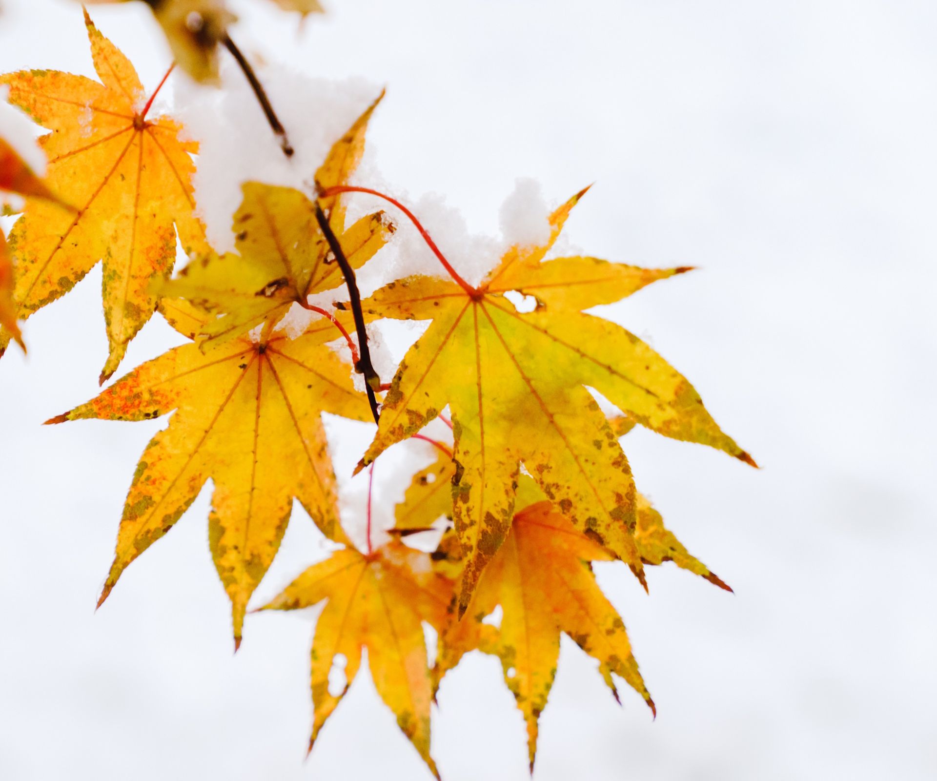 How to protect Japanese maple trees in winter: expert advice | Homes ...