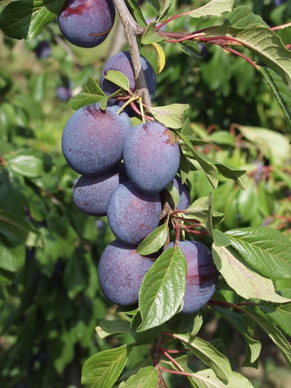 Valor Plum Information – How To Care For A Valor Plum Tree | Gardening ...