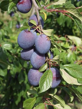 Tips & Information about Plum Trees - Page 3 | Gardening Know How
