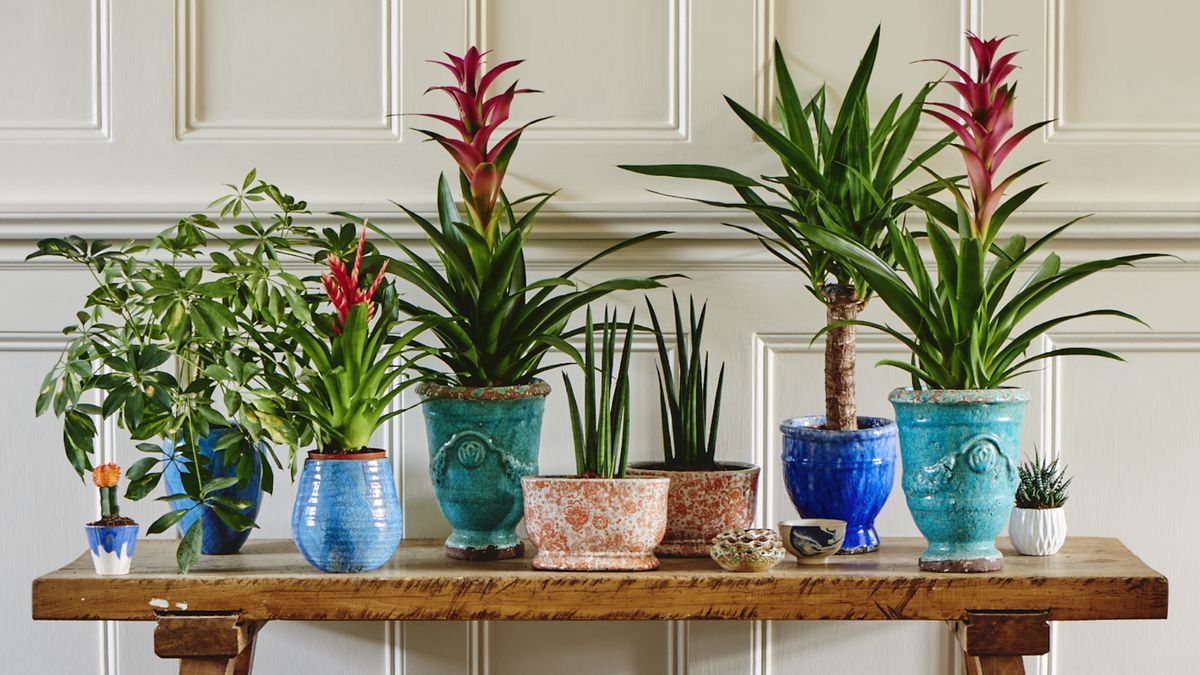 Houseplant staging is the secret to selling your home | Homes and Gardens