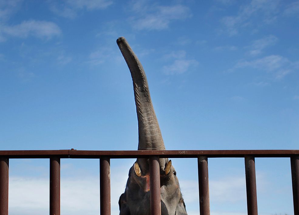 The sublime nobility of the circus elephant | The Week