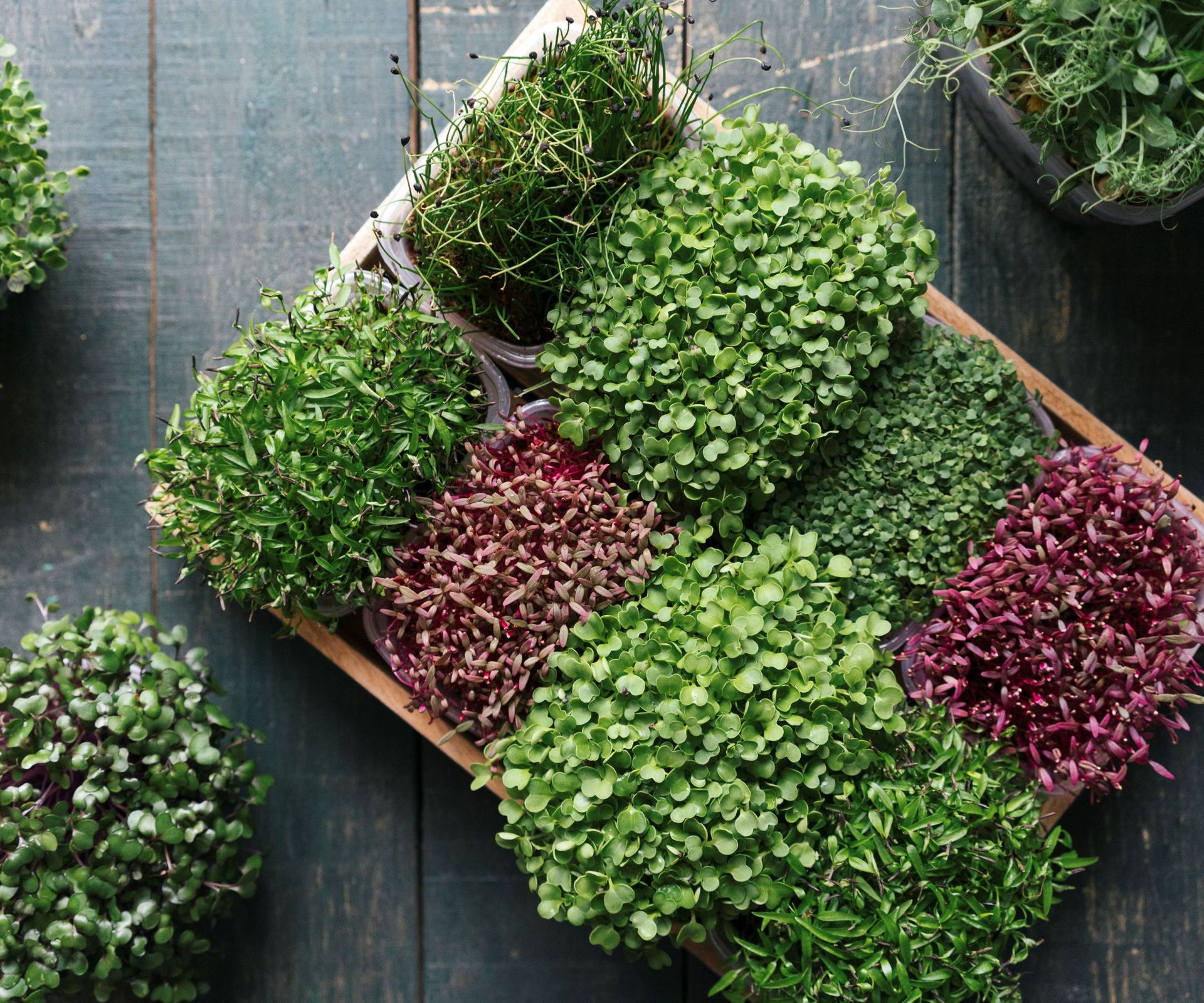 Best microgreens to grow indoors: 11 easy crops to try | Homes and Gardens