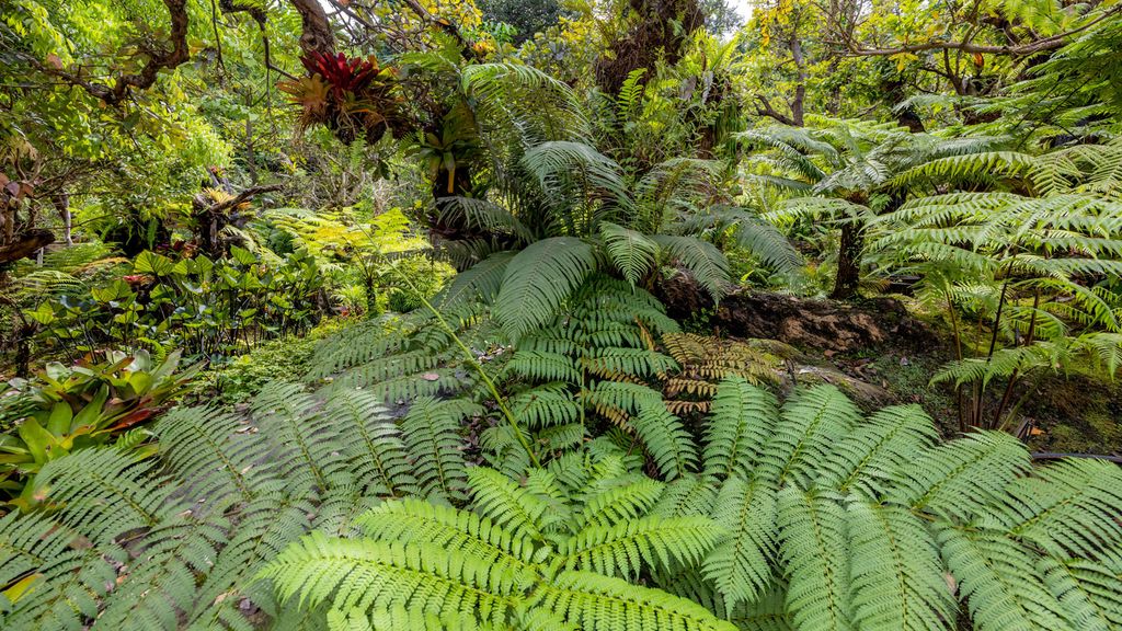 Ultimate Shade Fern Garden: Ideas For Fern-Based Landscaping ...