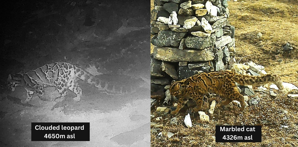 Grumpy-looking Pallas's cat photographed by camera trap in stunning ...