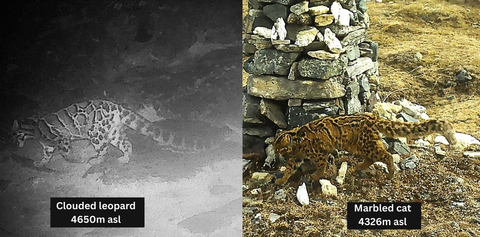 Grumpy-looking Pallas's cat photographed by camera trap in stunning ...