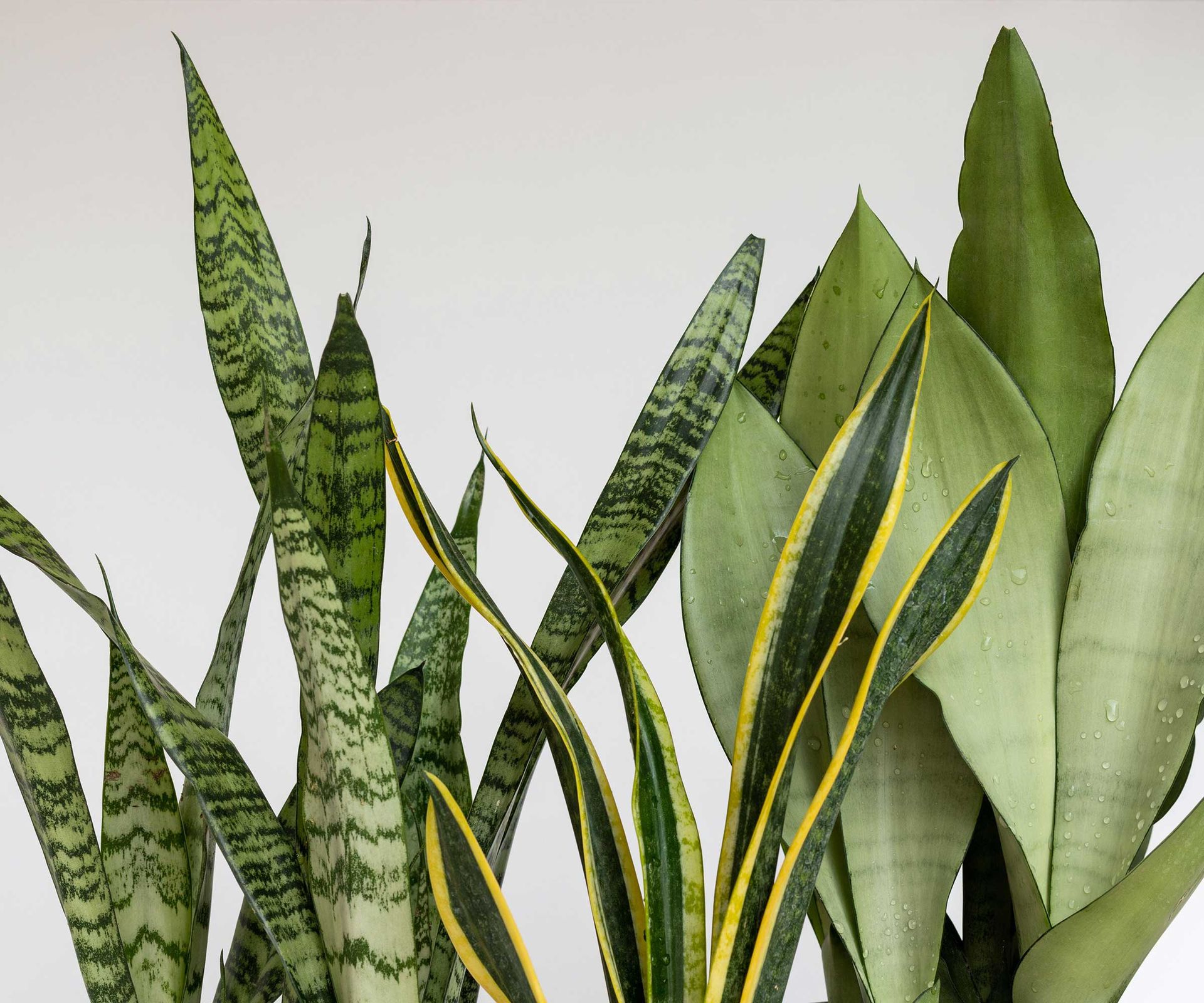 Are snake plants toxic to pets? Houseplant experts advise | Homes and ...