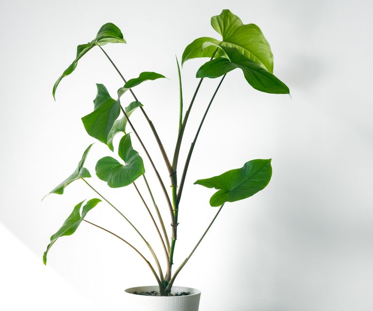 How to revive houseplants from cold damage with expert tips | Homes and ...