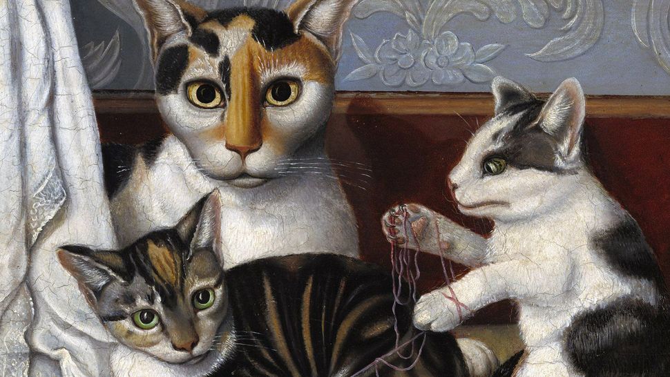 Why do so many cats have white 'socks' on their paws? | Live Science