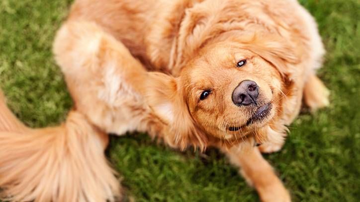 What is the flea life cycle? And how you can break it | PetsRadar