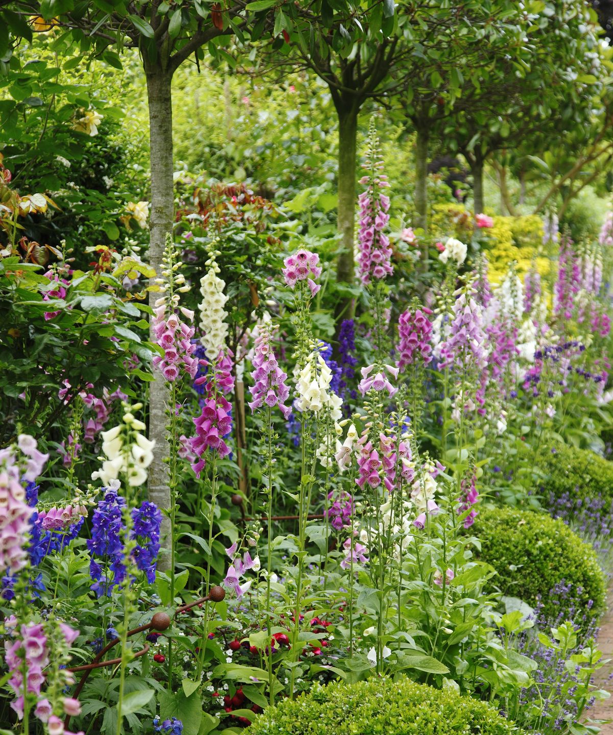 12 of the best plants for shade | Homebuilding