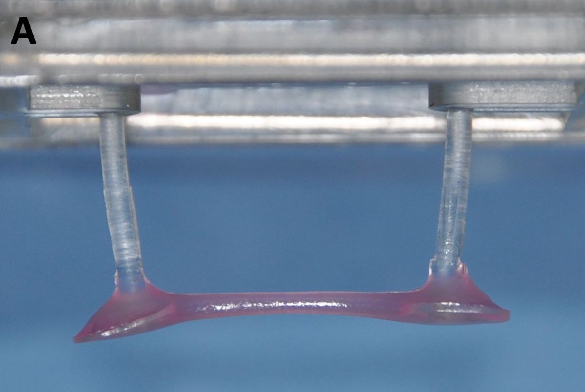 Stem Cell 'Patches' Could Help to Fix Injured Hearts | Live Science